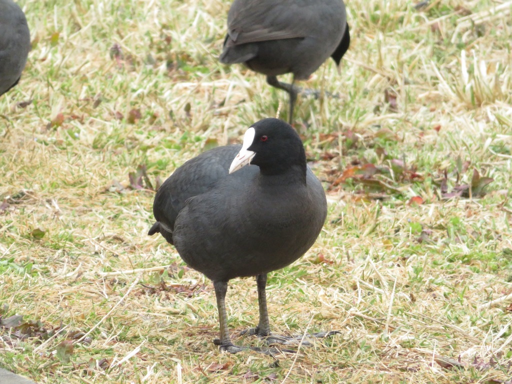 Eurasian Coot from Murakami, Yachiyo, Chiba 276-0028, Japan on March 08 ...