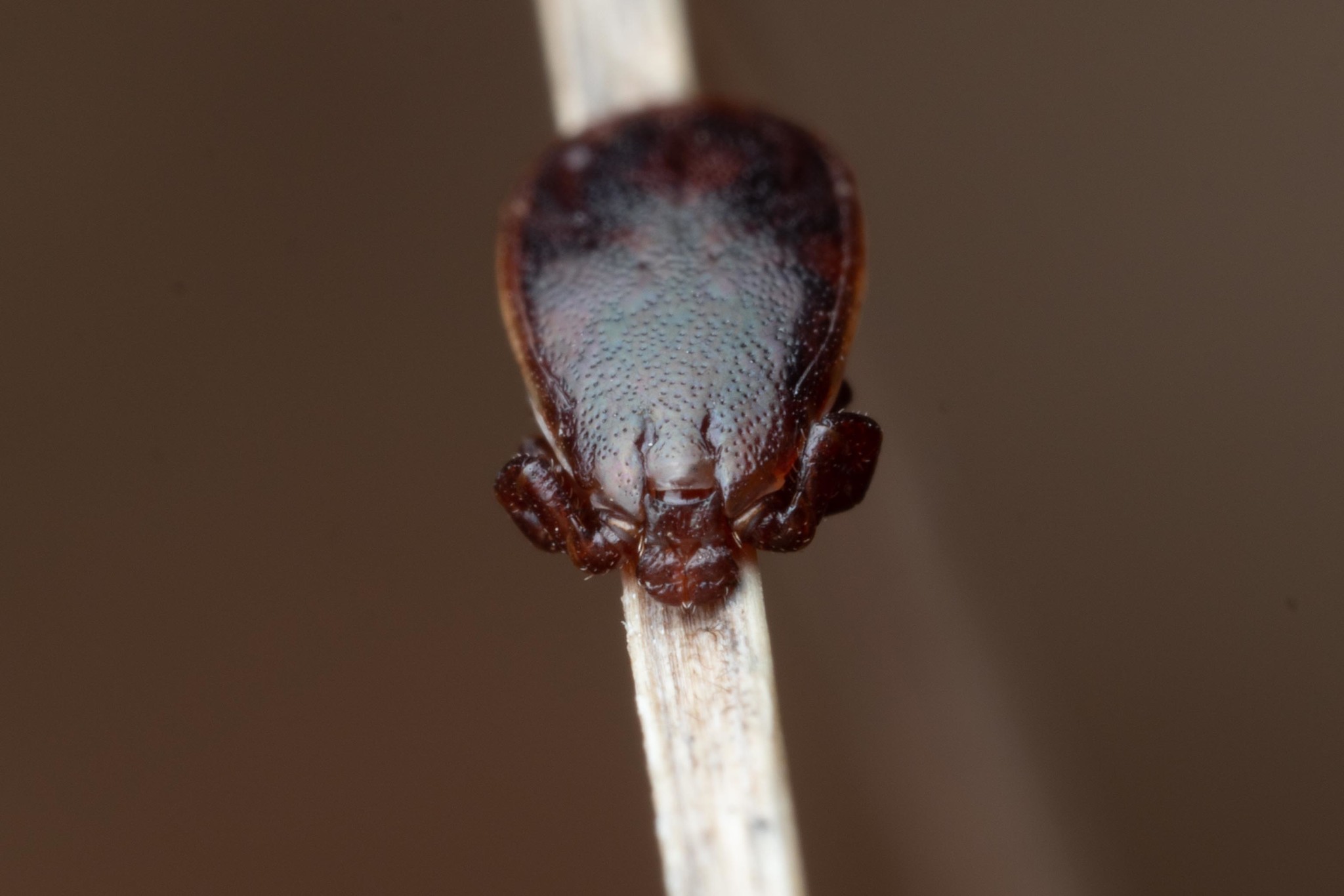 Haemaphysalis punctata Canestrini & Fanzago, 1878