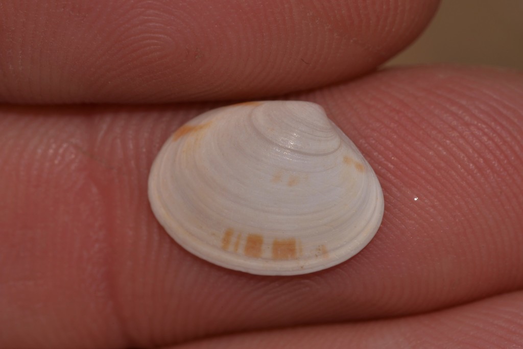 Callista from Wonboyn NSW 2551, Australia on January 19, 2022 at 02:32 ...