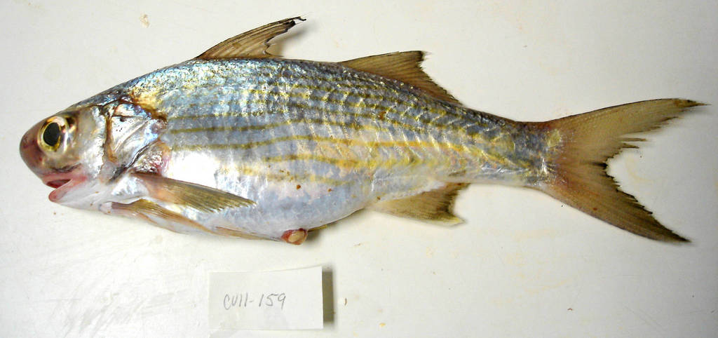 Threadfins (Polynemidae) - Marine Life Identification