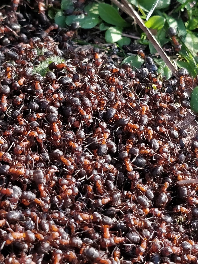 rufa-group Wood Ants from 4354 Vrouwenpolder, Nederland on March 6 ...