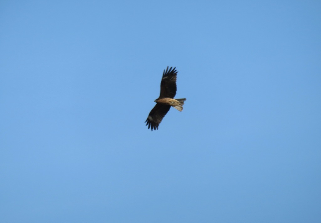 Black-eared Kite from Mefuki, Noda, Chiba 278-0001, Japan on March 10 ...