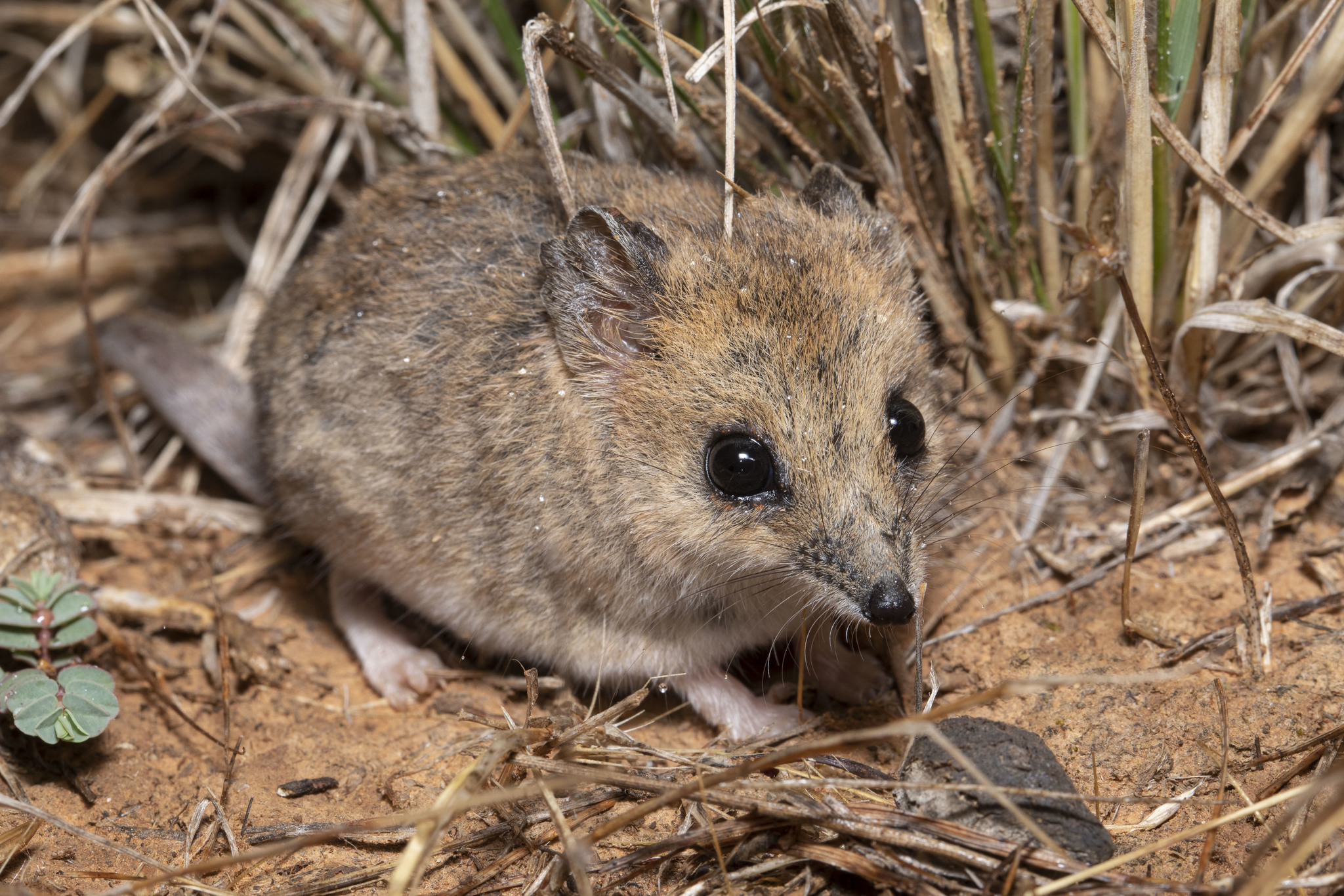 Sminthopsis crassicaudata (Gould, 1844)