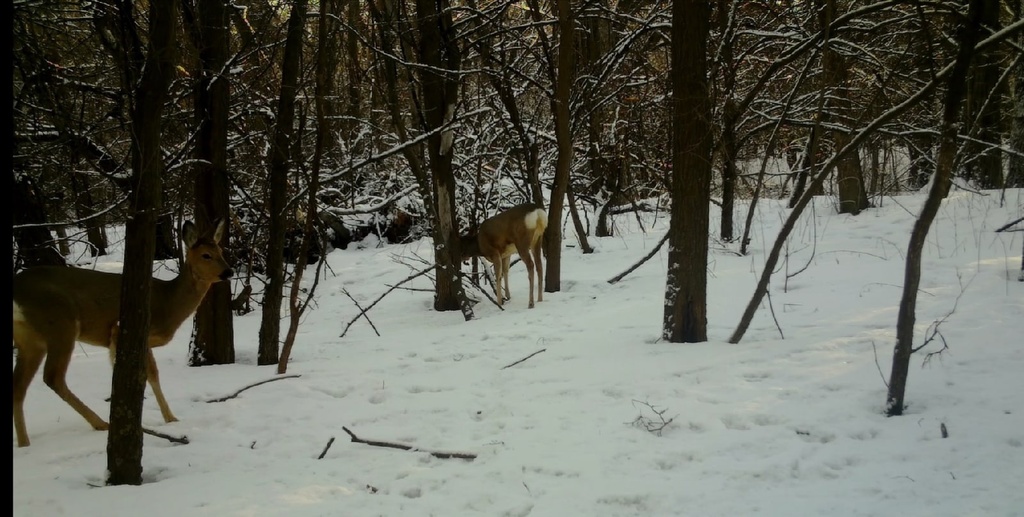 Eastern Roe Deer in January 2022 by Алина Урусова · iNaturalist