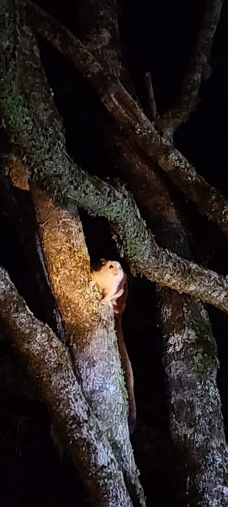 Taiwan Red-and-white Giant Flying Squirrel from 424台灣台中市和平區大雪山遊客中心 on ...