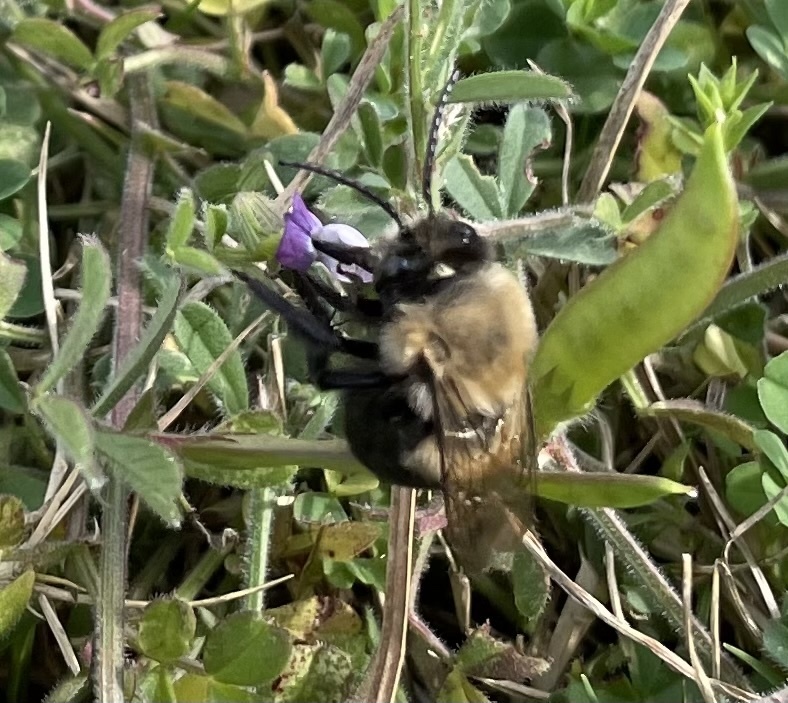 Blueberry Digger Bee from North Carolina Aquarium on Roanoke Island ...