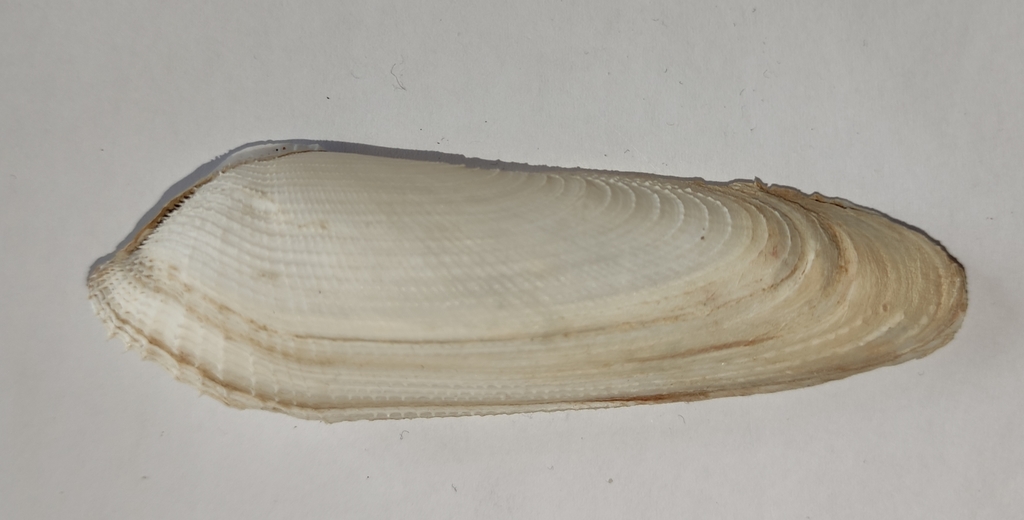 Common piddock from Alyki lagoon, Naxos island on April 9, 2017 by ...