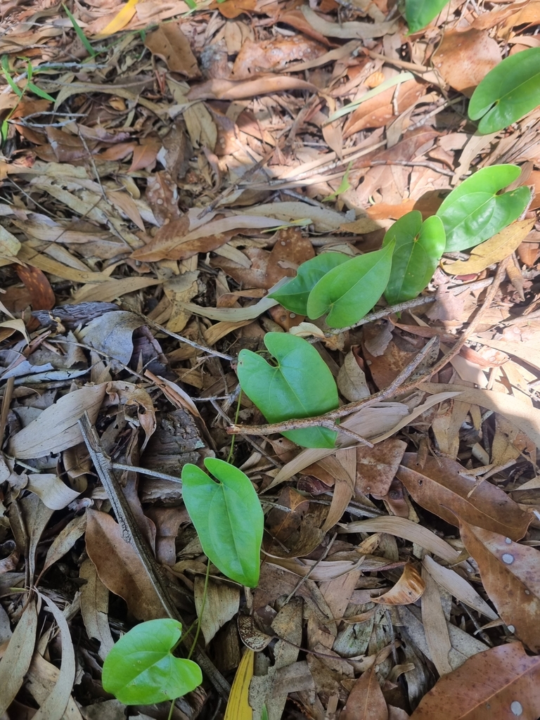 Common Yam Vine from Narangba QLD 4504, Australia on February 8, 2022 at 09:58 AM by Alex. On ...