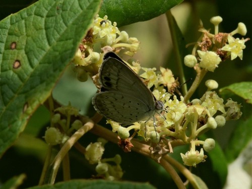 Subspecies Erina erina erinus · iNaturalist