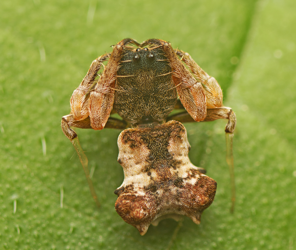 Triangular Spiders from Ogg Rd, Murrumba Downs QLD 4503, Australia on ...