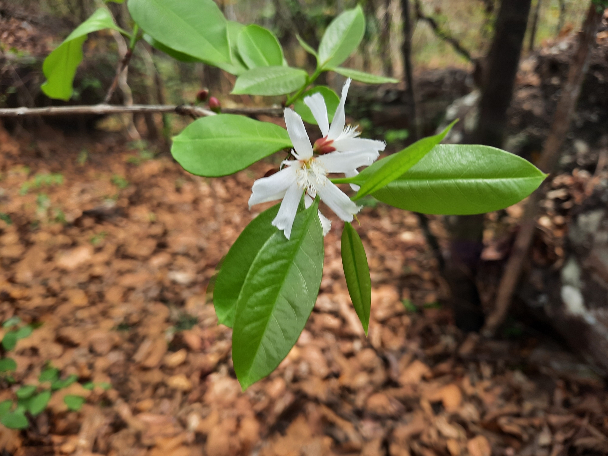 Cratoxylum formosum subsp. formosum
