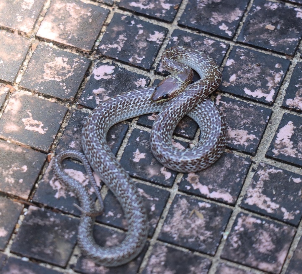 Common Wolf Snake in March 2022 by hei_wildlife · iNaturalist