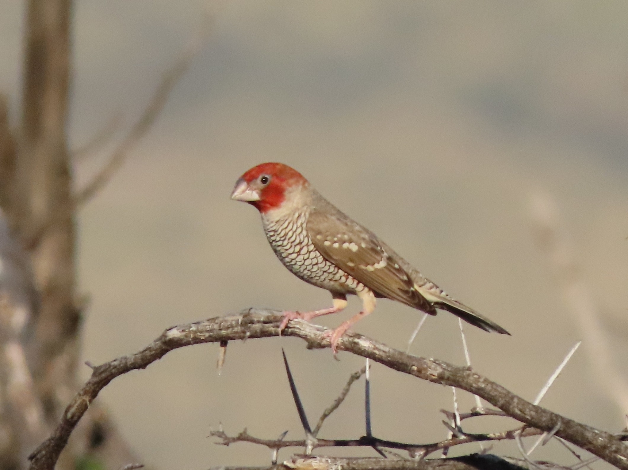Amadina erythrocephala (Linnaeus, 1758)