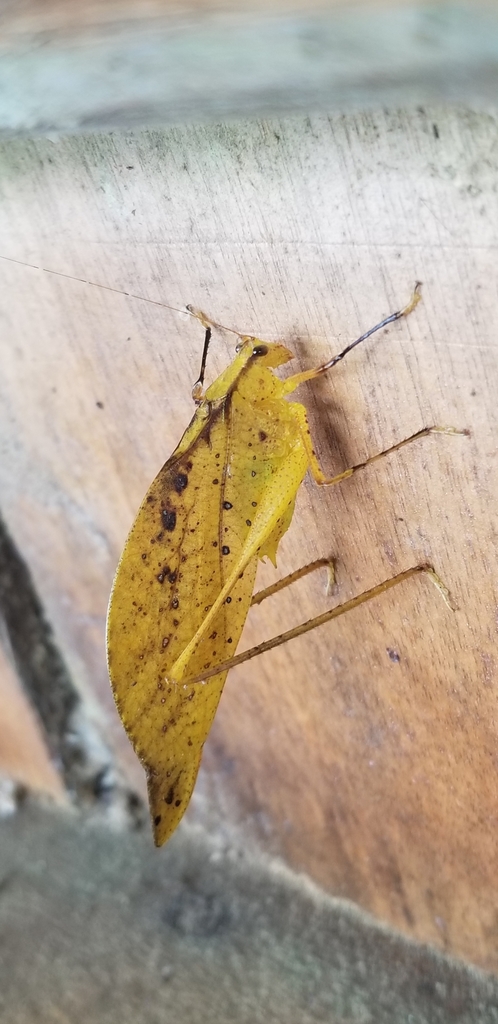 Orophus from Cube, Ecuador on March 12, 2022 at 09:07 AM by Mike Ellis ...