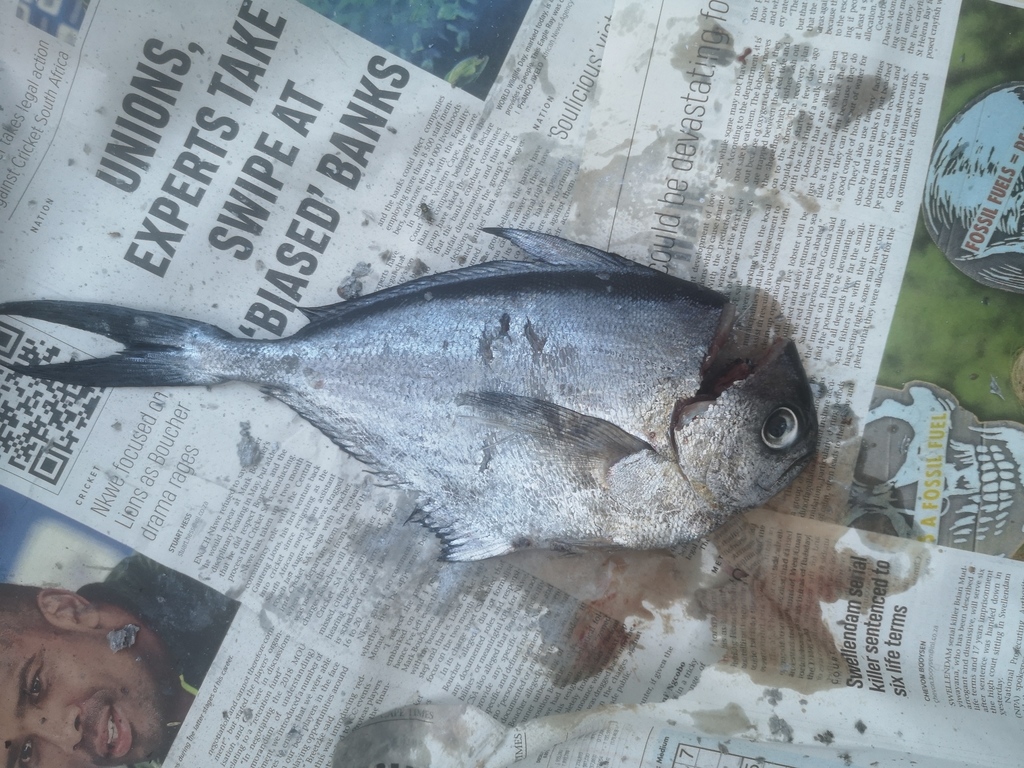 Ray's Bream (Brama brama) - Marine Life Identification