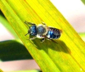 blue calamintha bee in March 2021 by cpgibson · iNaturalist