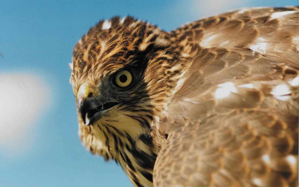 Cooper's Hawk from Lower Township, NJ, USA on October 11, 1994 at 11:13 ...