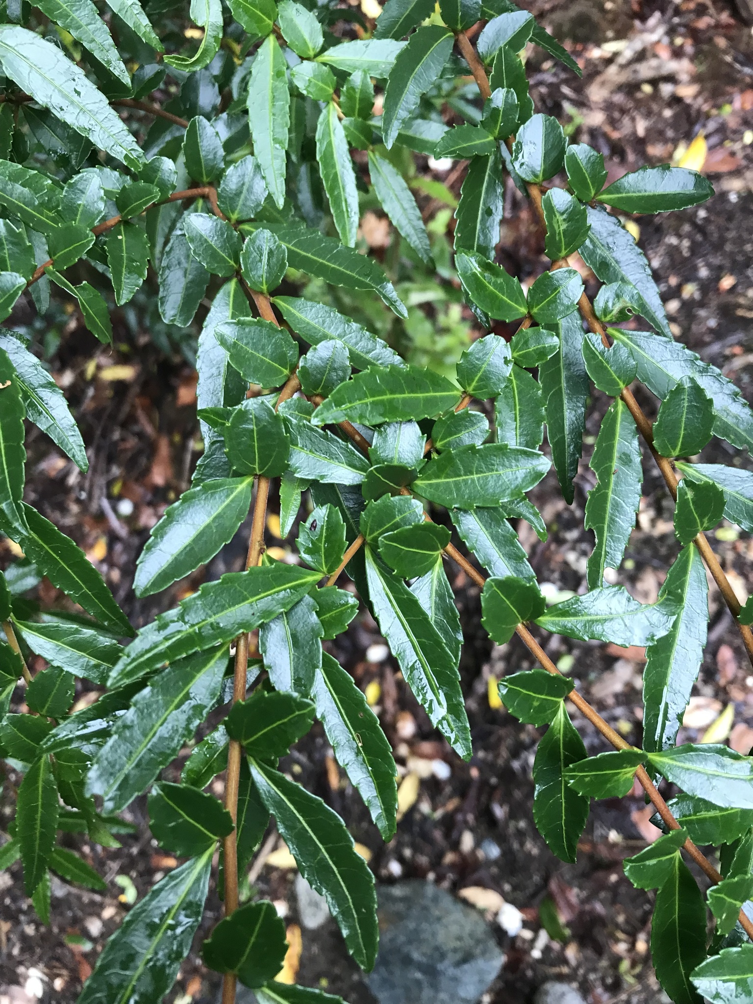 Azara lanceolata Hook.fil.