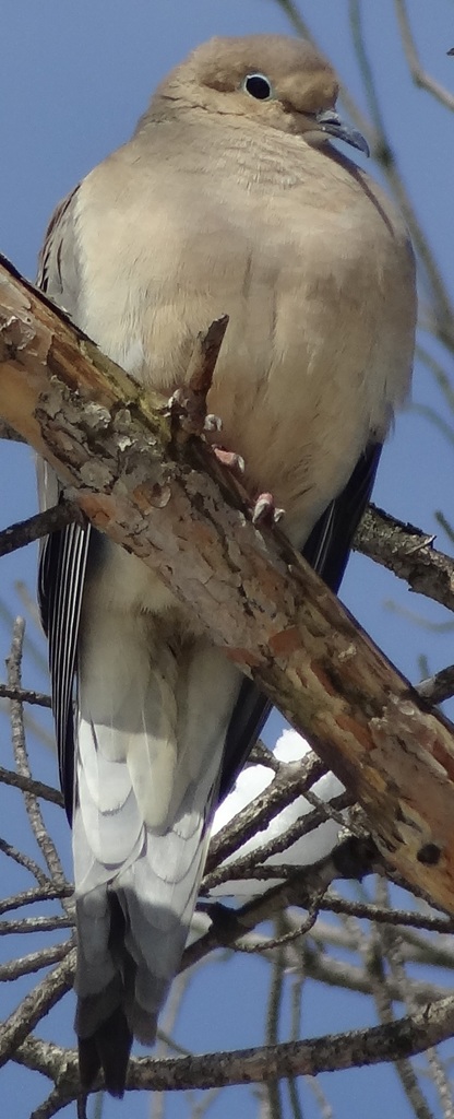 Mourning Dove from Cooksville, Mississauga, ON, Canada on March 12 ...