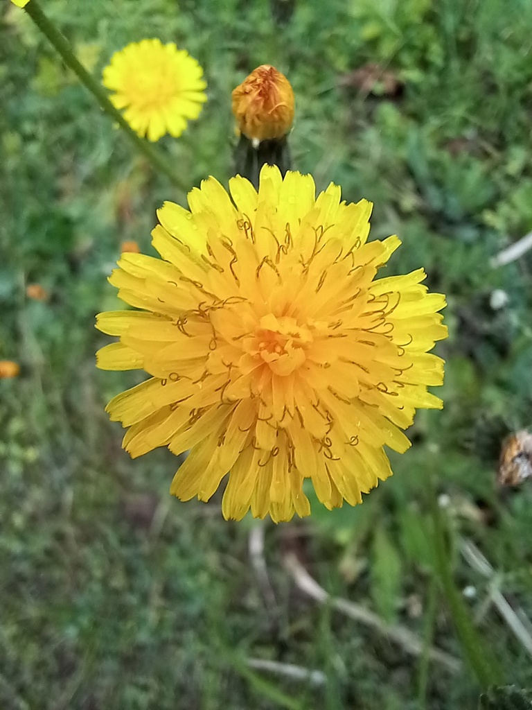 Beaked Hawksbeard from Quinta Nova de Queluz on March 12, 2022 at 12:50 ...