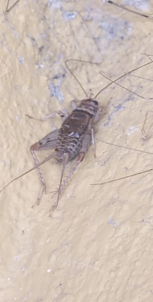Tropical House Cricket from Ciudad de Santa Fe, Provincia de Santa Fe ...