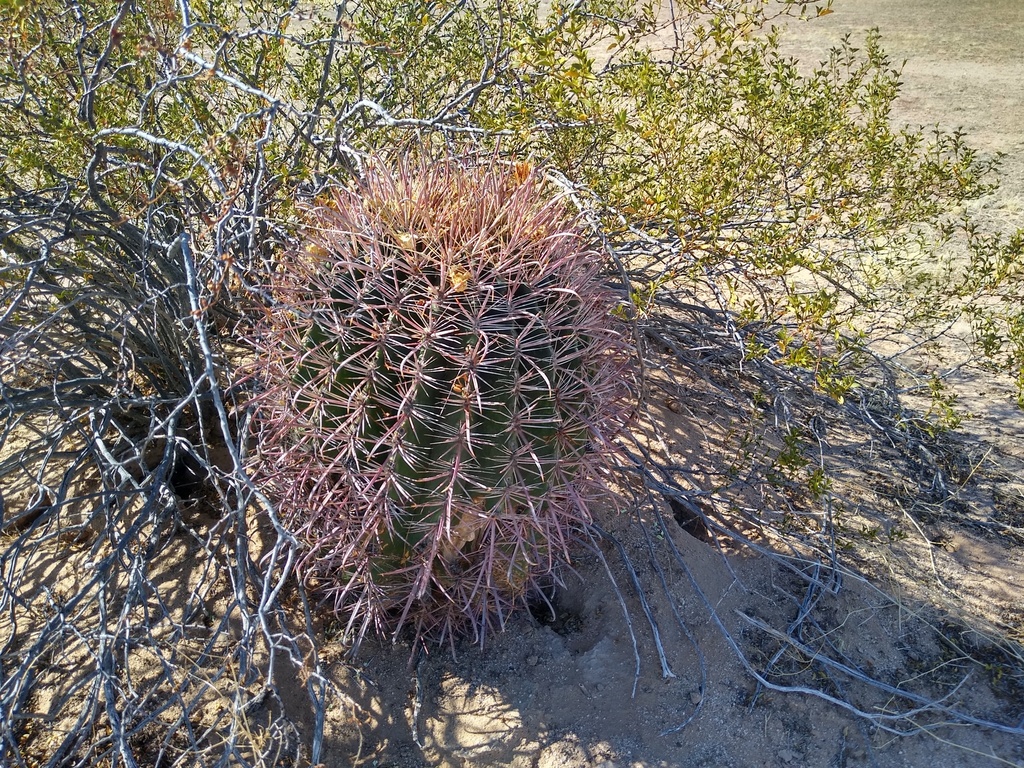 fishhook barrel cactus in March 2022 by Lin Piest · iNaturalist