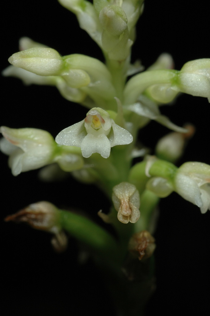 Jug Orchid from Petit-Bourg, Guadeloupe on January 19, 2008 at 04:00 PM ...