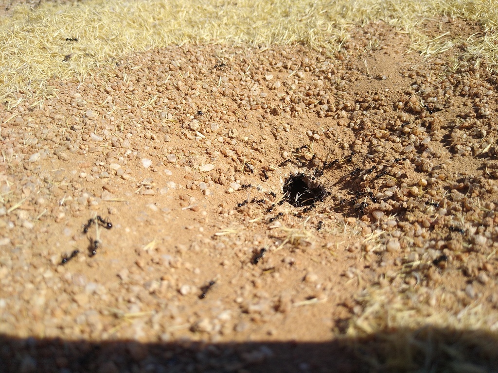 Veromessor pergandei from Yuma County, AZ, USA on March 10, 2022 at 11: ...