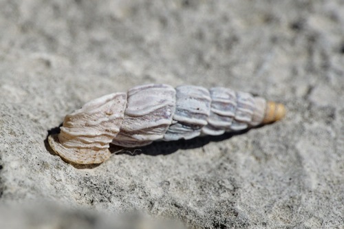 Agathylla narentana · iNaturalist