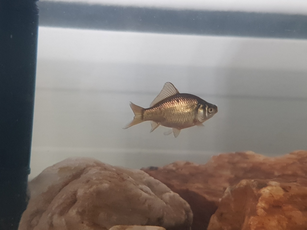 Goldfish from King of Prussia, PA, USA on March 12, 2022 at 12:15 PM by ...