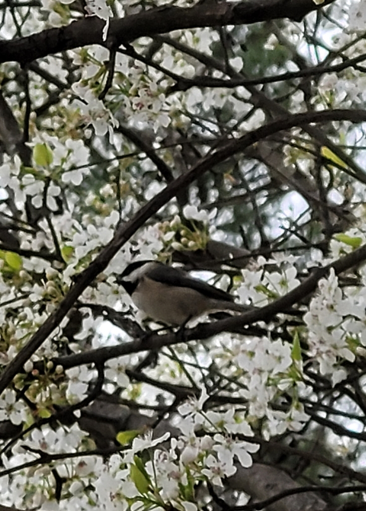 Carolina Chickadee from Dunn, NC 28334, USA on March 12, 2022 at 11:25 ...