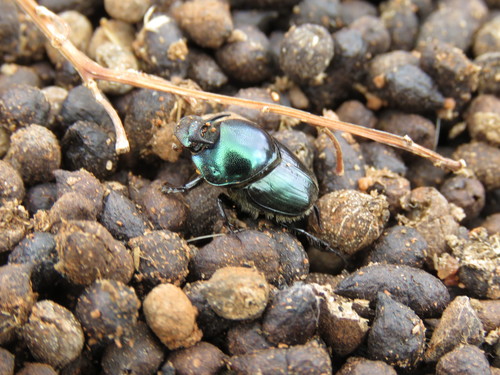 Proagoderus mouhoti · iNaturalist