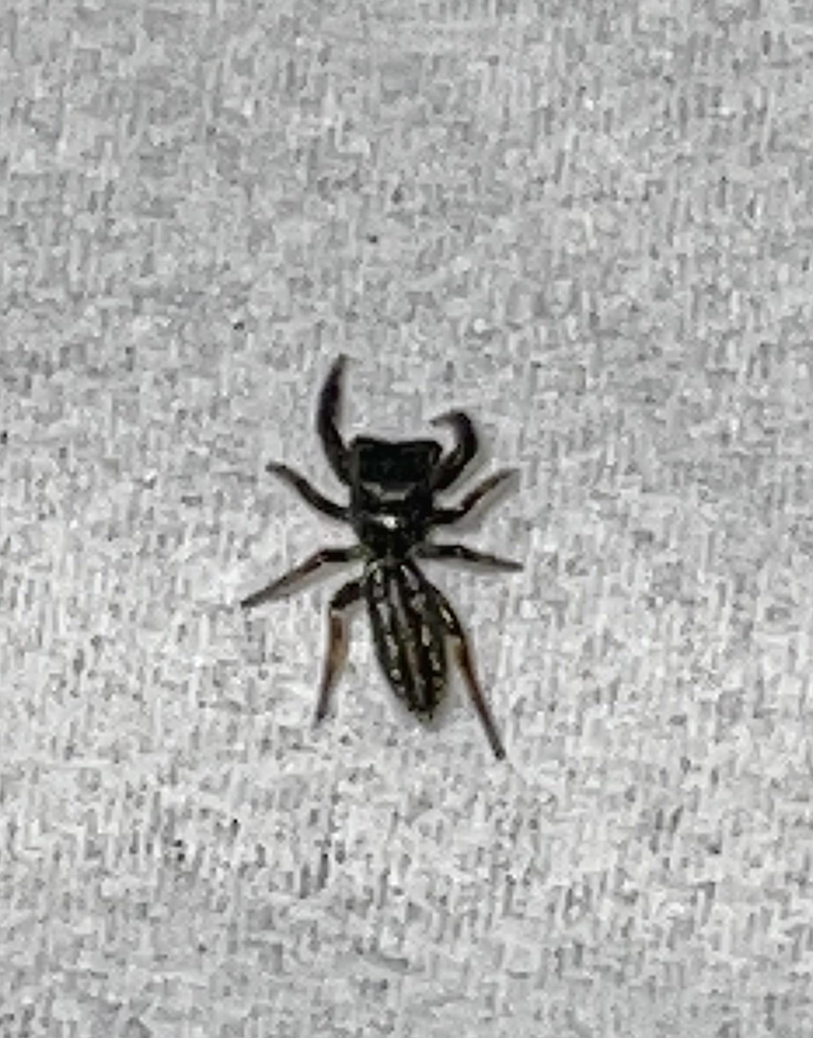 Marpissa formosa (Banks, 1892)