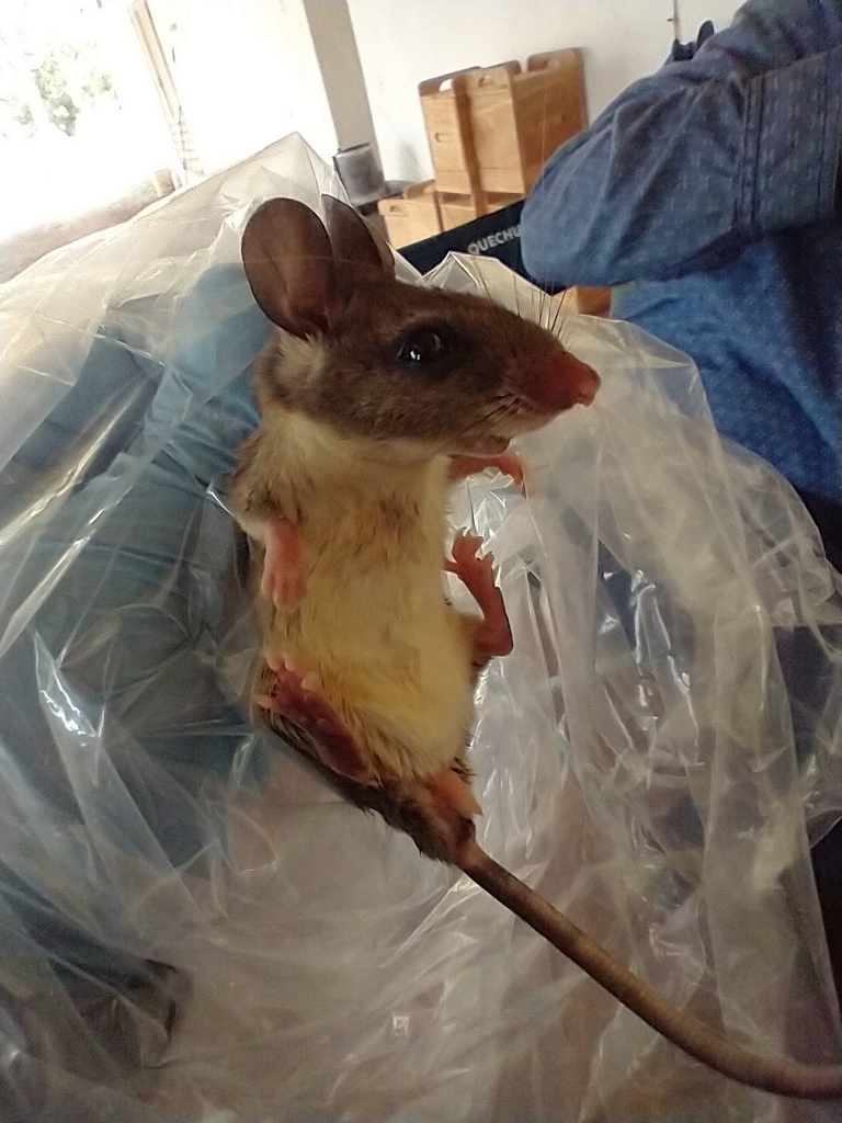 Big-eared Climbing Rat from 97710 Yuc., México on March 12, 2022 at 12: ...