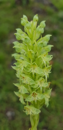 Lista de verificación de Impendle Nature Reserve · NaturaLista Colombia