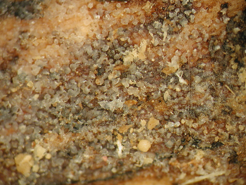 Stypella subgelatinosa from Kennedy's Bush, Port Hills on March 20 ...
