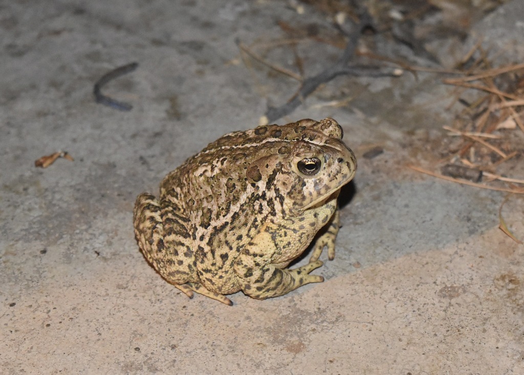 Woodhouse's Toad from 5344 S Arabian Dr, Sierra Vista, AZ 85650, USA on ...