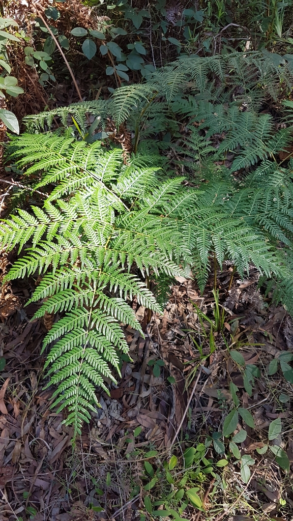 Austral Bracken (Pteridium esculentum) - Botanical Realm