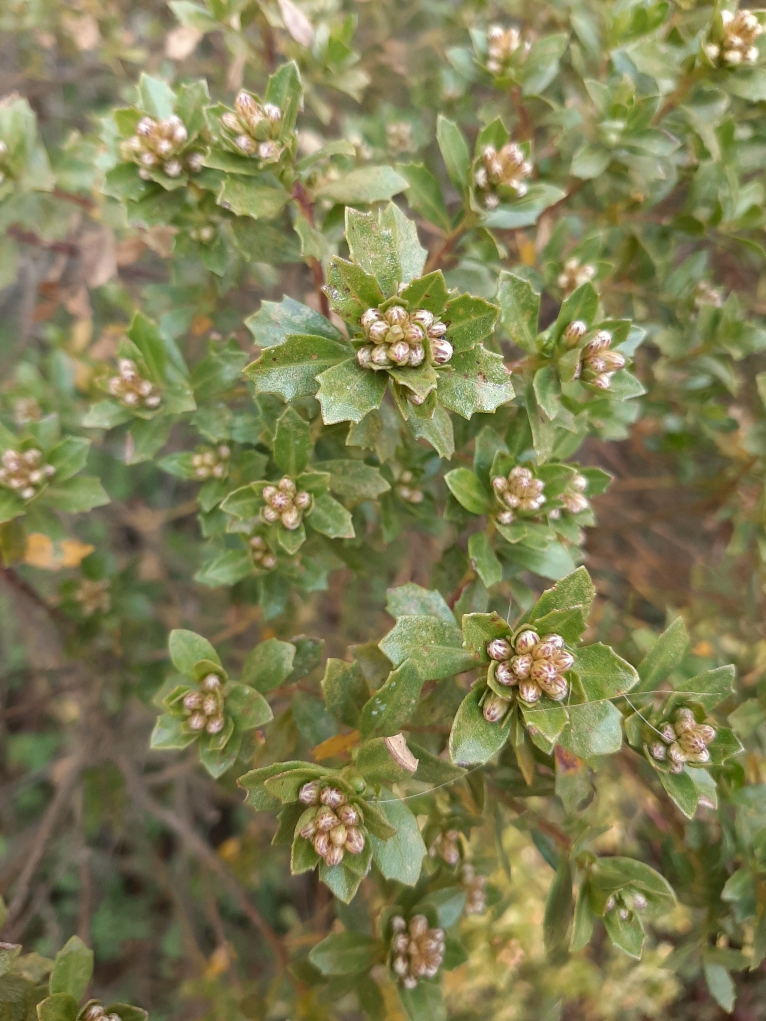 Baccharis conferta Kunth
