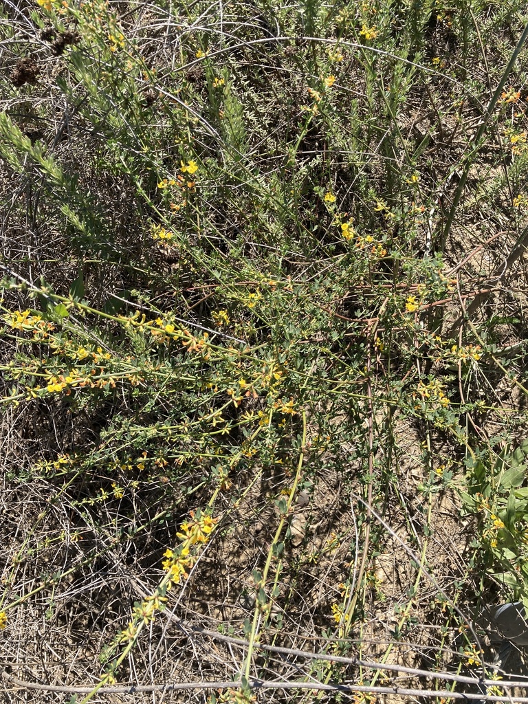 deerweed from Stoneview Dr, Culver City, CA, US on March 12, 2022 at 11 ...