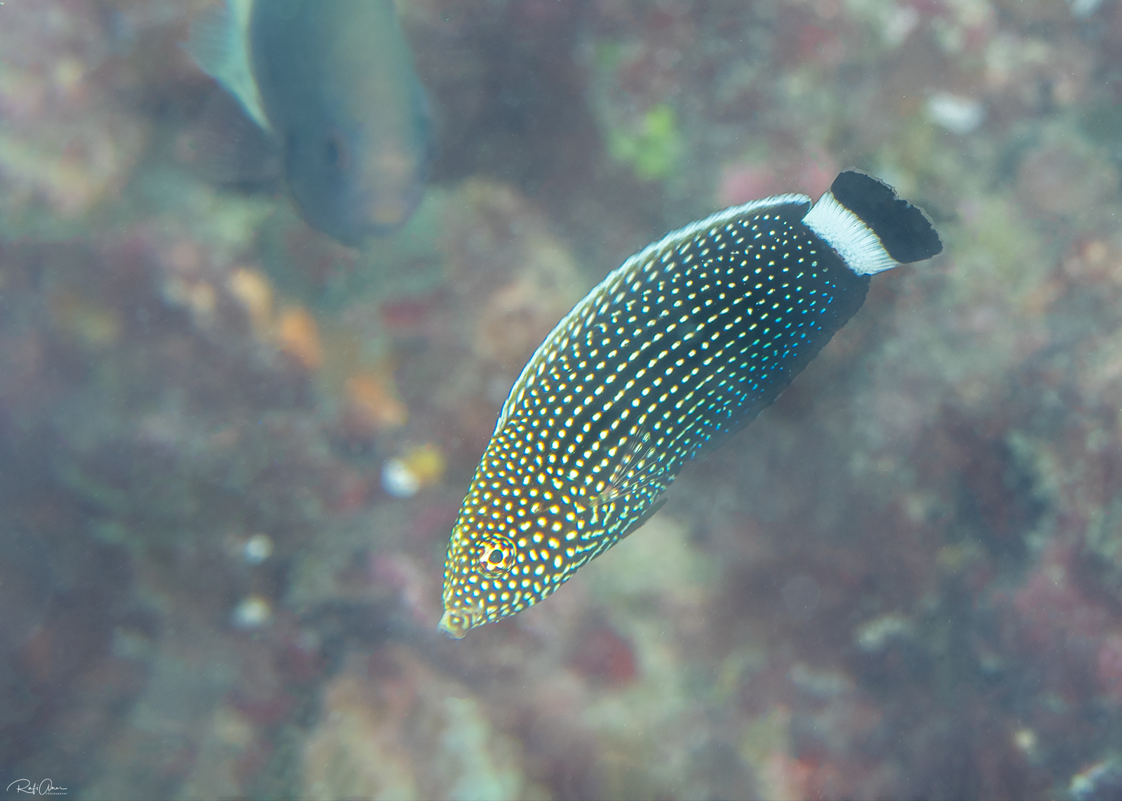 Anampses lineatus Randall, 1972