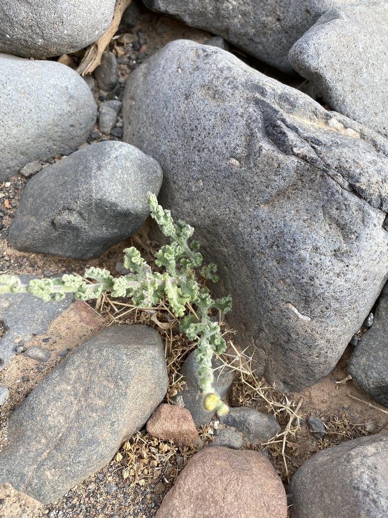 Pulicaria incisa from Région d'Al Madinah, SA on March 12, 2022 at 04: ...