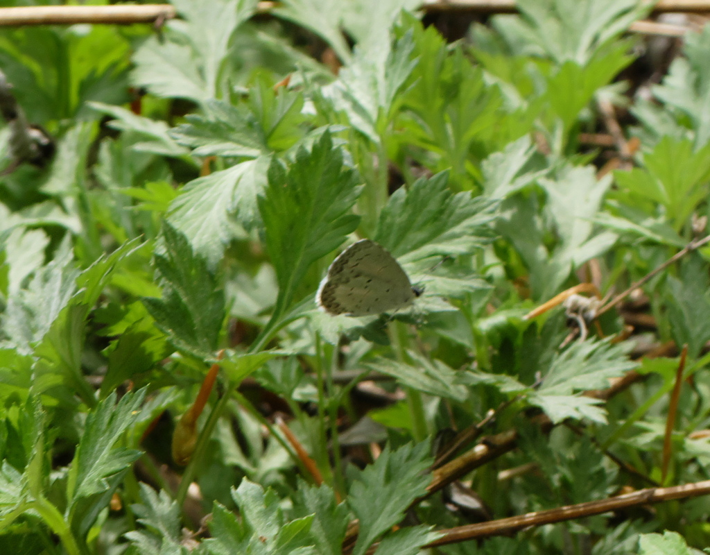 Spring Azure from Cranbury, NJ 08512, USA on May 05, 2018 at 09:55 AM ...