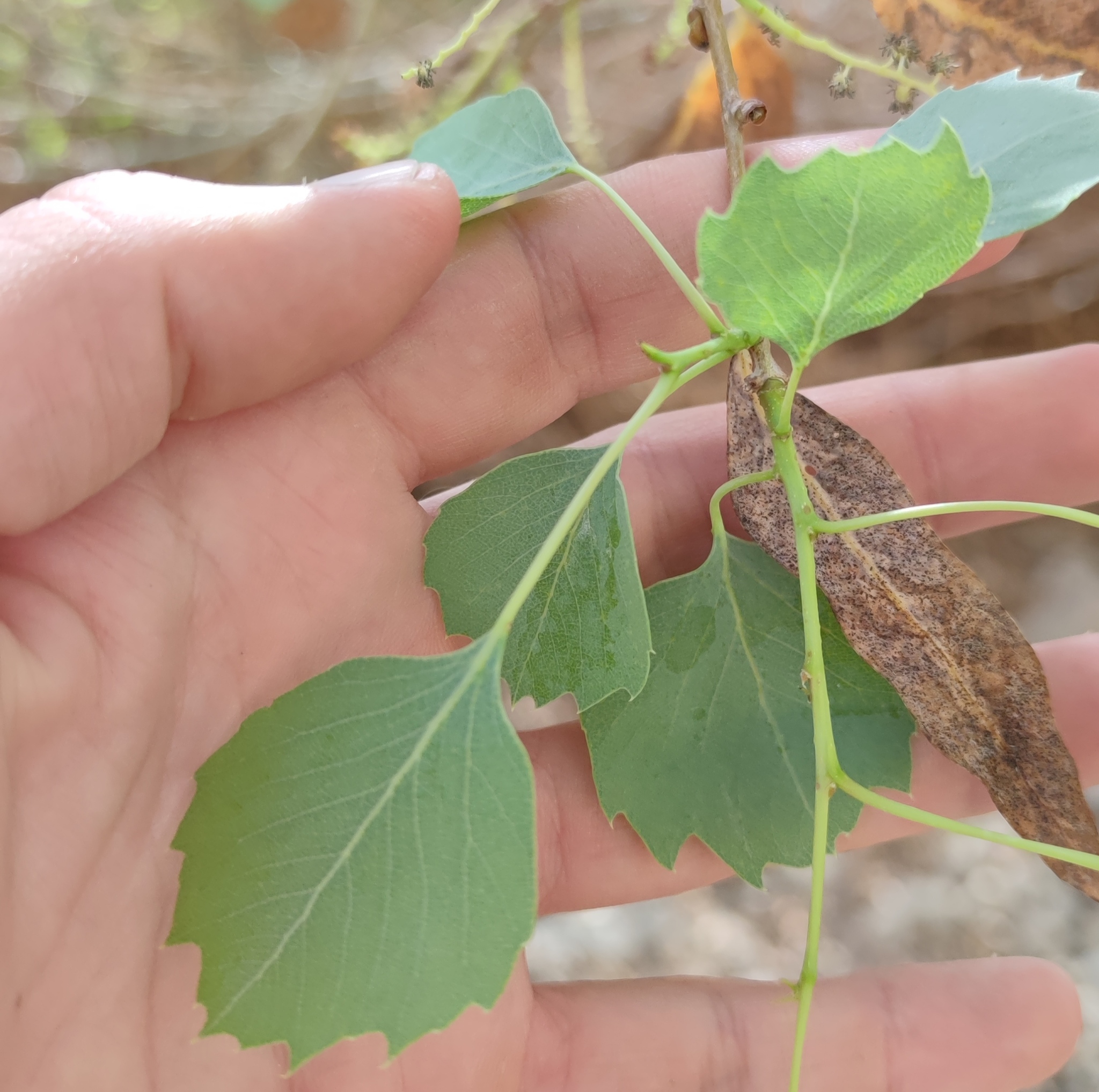 Populus euphratica Olivier