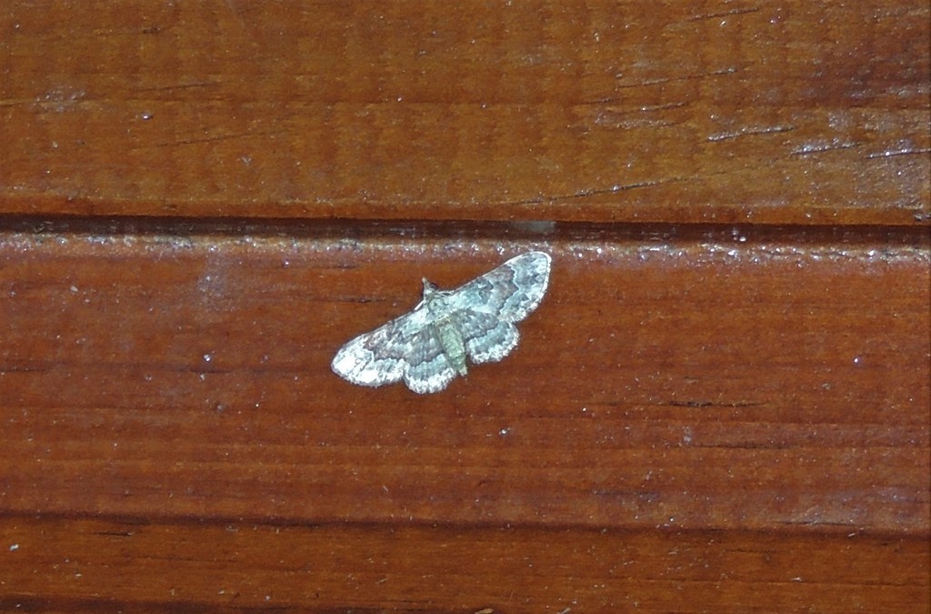 Pug Moths & Allies from Strathdickie QLD 4800, Australia on March 12 ...