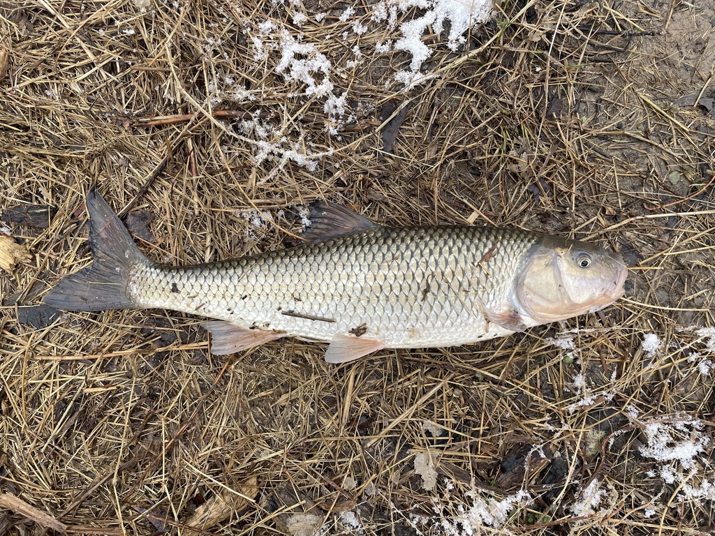 Fallfish from Loch Raven Reservoir, Cockeysville, MD, US on March 12 ...
