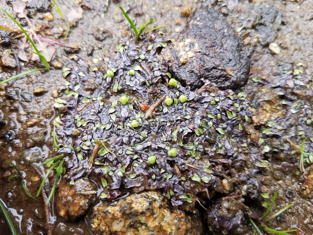 Mannia californica in March 2022 by Leila Dasher · iNaturalist