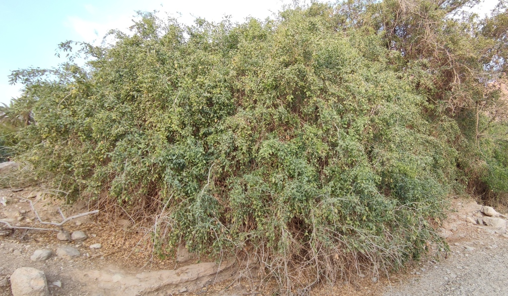 toothbrush tree (Salvadora persica) - Botanical Realm