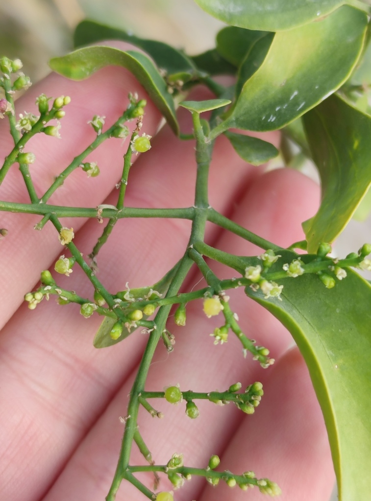 toothbrush tree (Salvadora persica) - Botanical Realm