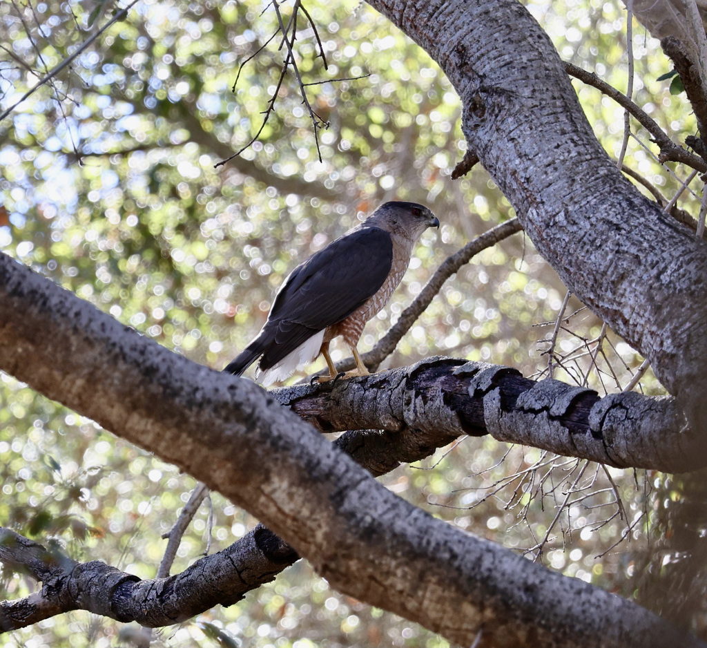 Cooper's Hawk from University City, San Diego, CA, USA on March 12 ...